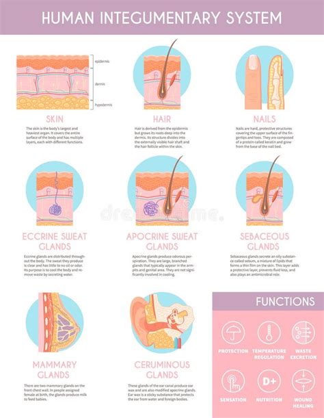 Integumentary System Functions