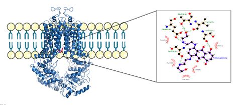 Figure 6 From Deciphering The Functional Role Of Clinical Mutations In Abcb1 Abcc1 And Abcg2