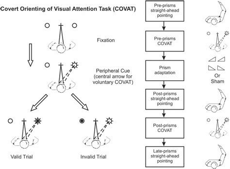 To The Left Of The Figure Is A Schematic Depicting The Sequence Of Download Scientific Diagram
