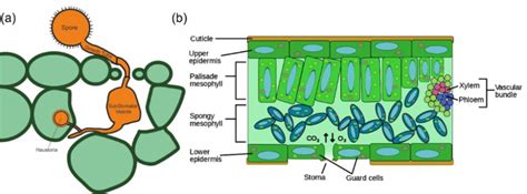 A Schematic Representation Of Early Infection Structures Of Puccinia
