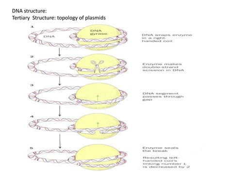 Dna Rna Basic Structure And Components Ppt