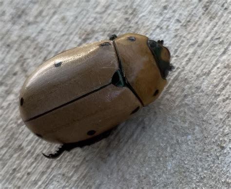 June Bug Oklahoma Rbugidentification