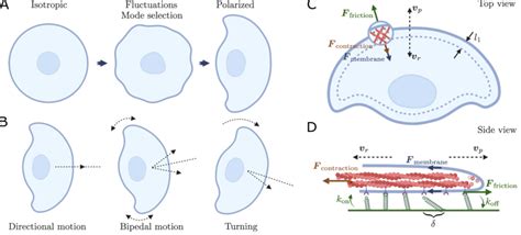 A Schematic Describing Self Polarization In Cells Fluctuations Of Download Scientific