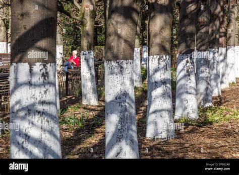 Alignment Of Trees With Whitewashed Trunks A Person Sitting On A Bench