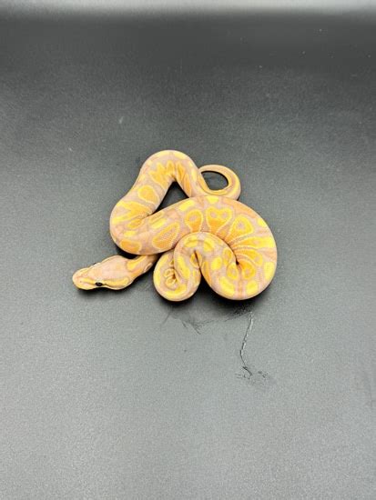 Banana Double Het Clown Het Sunset Ball Python By Osmun Reptiles