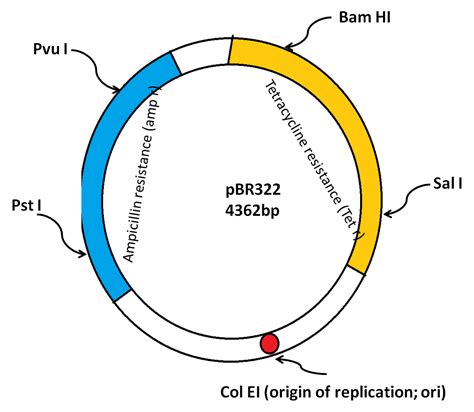 Gene Cloning Vectors Different Types Of Vectors Essential Features Of