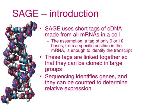 Ppt Gene Expression Analysis By Sage Powerpoint Presentation Free