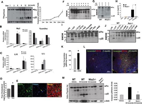Thymic Aging Is Associated With The Inflammasome Activation Download