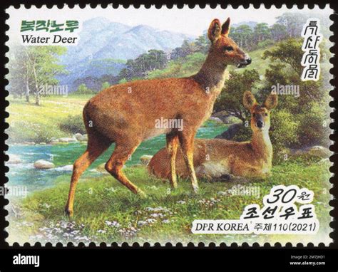 Korean Water Deer
