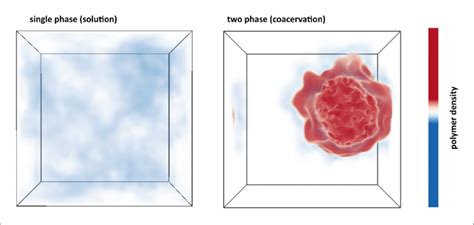 Polymer Density Field Of Single Phase Solution And Two Phase Coacervate