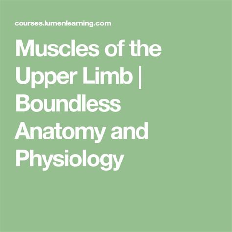 Muscles Of The Upper Limb Boundless Anatomy And Physiology