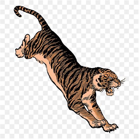 Tiger Images Free Hd Backgrounds Pngs Vectors And Illustrations
