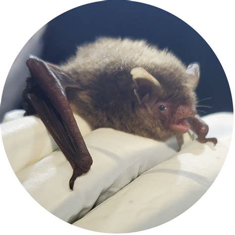 Bats Midwest Bat Hub