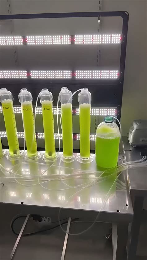 Microalgae Aquaculture Shrimp Shrimpfarming Sustainability