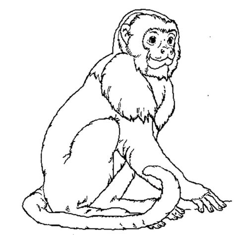 Coloriage Singe En Ligne Gratuit à Imprimer