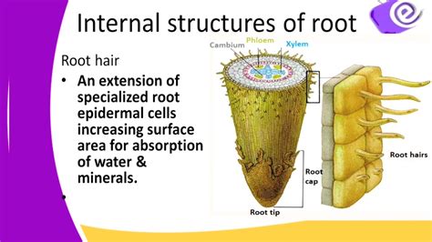 Form2 Biology Lesson2 Internal Structures Of A Root Youtube