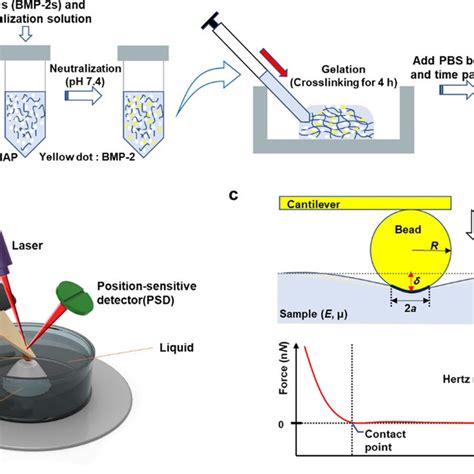 Schematic Illustration Of The Afm Nanoindentation Strategy For