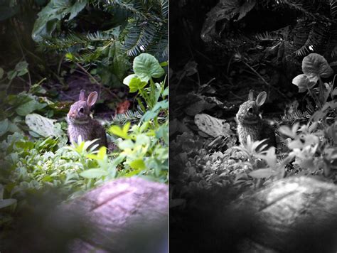 Bunchi By Hegemonia On Deviantart