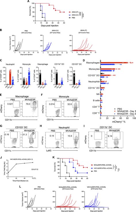 it delivery of rmva mva∆e5r hflt3l mox40l is more efficacious in