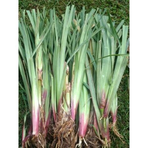 Jual Rmpt Sataria 1kg Shopee Indonesia