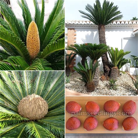Sago Palm Tree Seeds Cycas Revoluta Seeds Sago Palm Tree Tropical