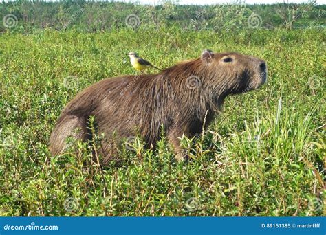 Bird Sitting At Capybara´s Back Stock Image Image Of Lake Plant