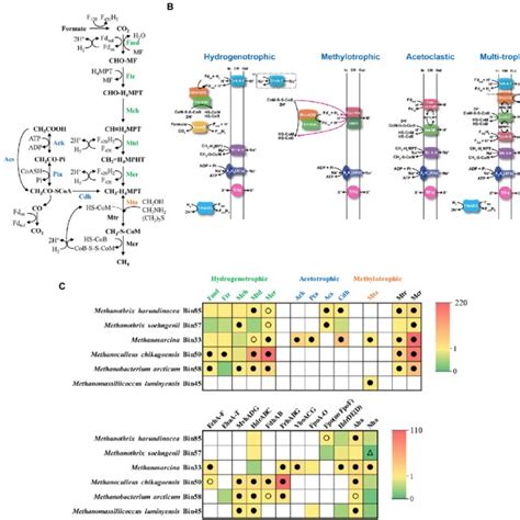 Metabolic Pathways Of Methanogenesis A Methanogenic Electron