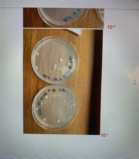 Solved Worksheet Plate Cfu On Plate Type Of Organism