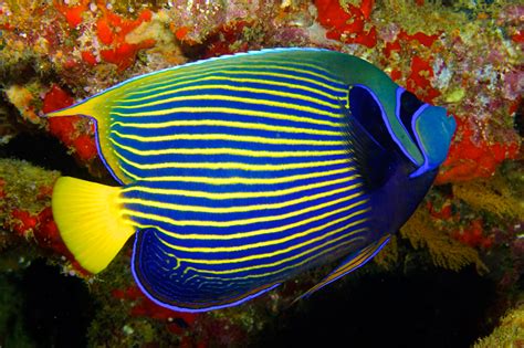 Pomacanthus