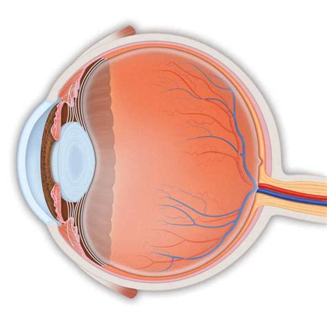 Lab 6 Special Senses Anatomy Of Eye Diagram Quizlet