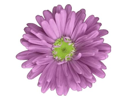 Crop Png Online Free Tool