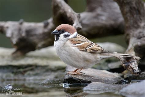 Tree Sparrow Photos Tree Sparrow Images Nature Wildlife Pictures NaturePhoto