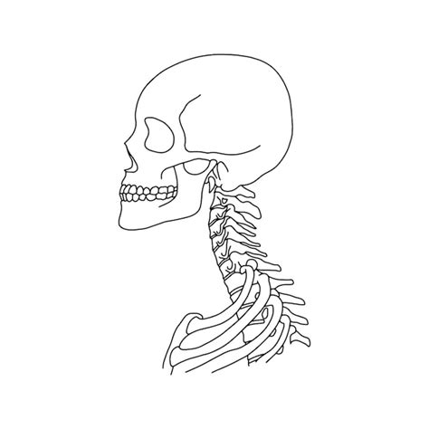 Human Skull And Spine Vector Graphics Human Skeleton Spine Image