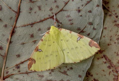 Geometer Moths Identification Life Cycle Facts And Pictures