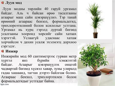 Цэцгийн талаарх судалгаа Pptx