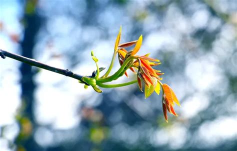 Wallpaper Spring Leaf Twig For Mobile And Desktop Section природа Wallpaper Spring Leaf Twig For Mobile And Desktop Section природа