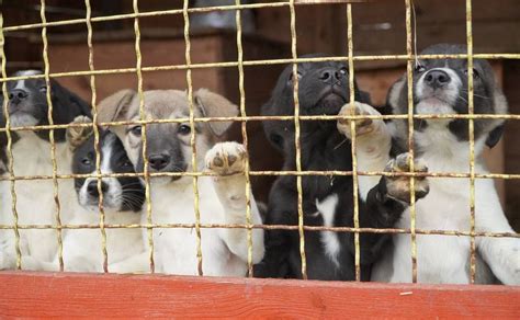 У столиці збирають речі для врятованих на Київщині тварин Вечірній Київ