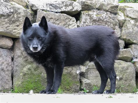 The Abcs Of Apps Assessing Inflammatory Disease With Acute Phase Proteins Antech Diagnostics