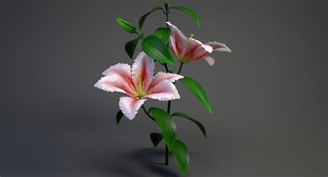 현실적인 핑크 백합 꽃 3d 모델 29 Obj Max Fbx Free3d