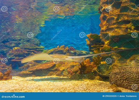 Tiger Stingray Swimming In Sealife Aquarium Istanbul City Turkey Stock