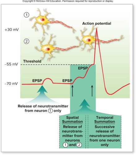 Ch 7 Synaptic Integration Flashcards Quizlet