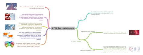 Adn Recombinante Image Image Image Image Image Image Image Coggle…