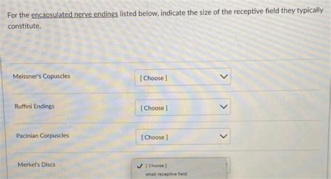 Answered For The Encapsulated Nerve Endings Listed Below Indicate The