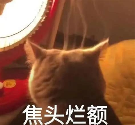 猫猫表情包 高清图片，堆糖，美图壁纸兴趣社区
