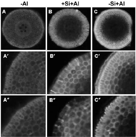 Fluorescence Of The Morin Al Complex In Root Cross Sections Of Maize Cv
