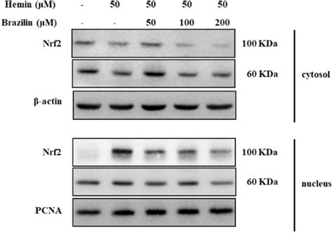 Blockage Effects Brazilin On Hemin Mediated Nrf2 Translocation Into Download Scientific Diagram