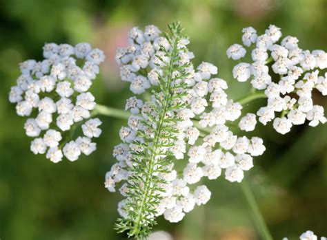 Benefits Of Yarrow A Guide To Using This Amazing Wild Herb Jardin