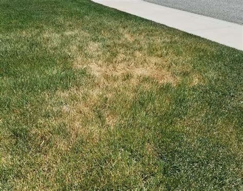 Do I Have A Diseased Lawn Or Bug Infestation Everything Exterior