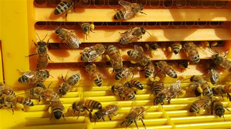 청원벌꿀 처녀왕 왕대 산란신왕 아카시아꿀 잡화꿀 밤꿀 벌화분 프로폴리스 로얄제리 판매 Band