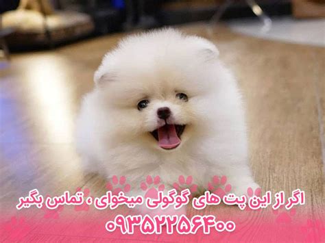 نژاد سگ پامرانین Pomeranian Dog سایت پامرانین